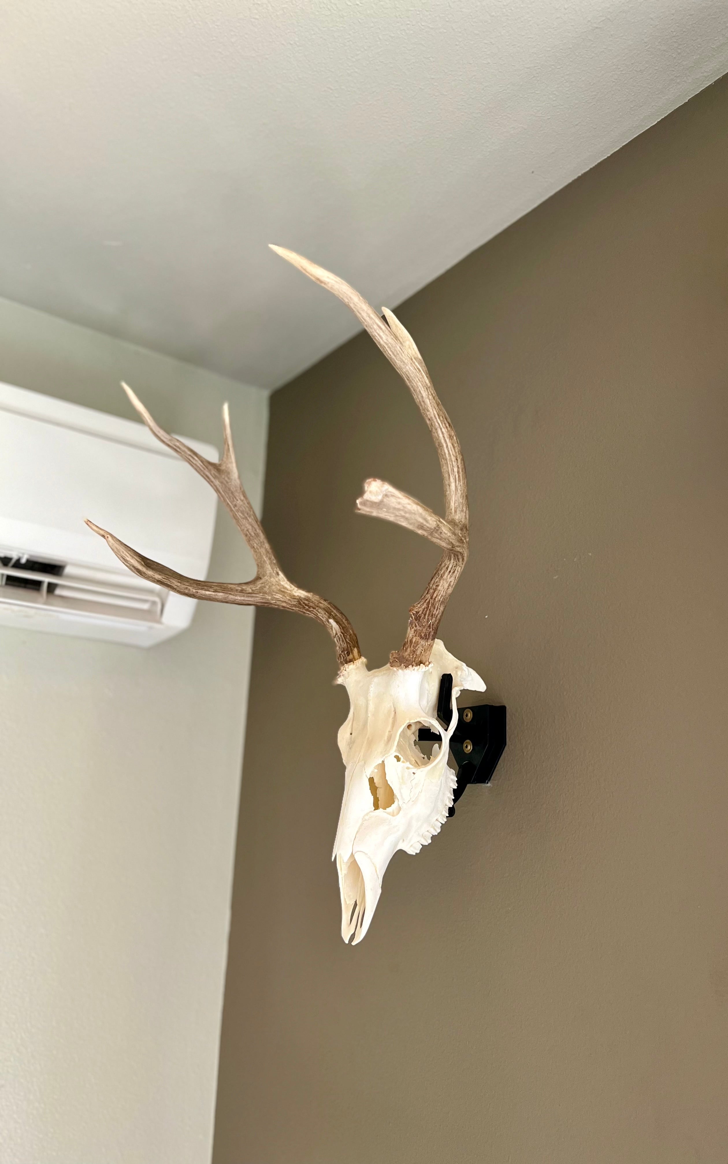 Trophy Buck: Deer/Antelope – Top Rack