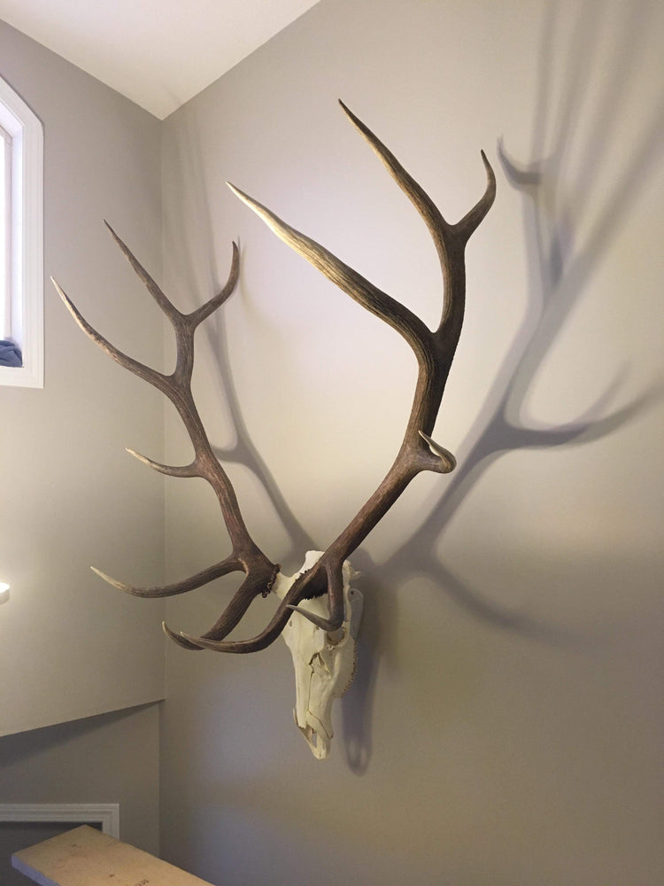 Raging Bull Black: Elk – Top Rack